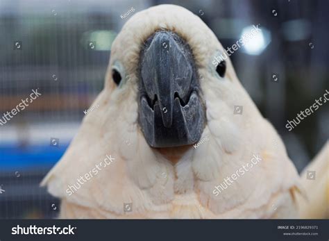 Salmoncrested Cockatoo Moluccan Cockatoo Cacatua Moluccensis Stock