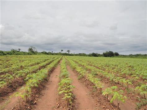 Recent Development Of Cassava Industry In Thailandindustry News