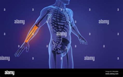 Radius And Ulna Anatomical Position