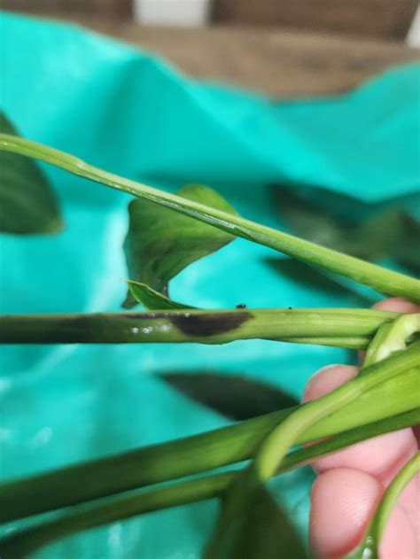 Stem Rot Without Root Rot Rhouseplants Stem Rot Without Root Rot Rhouseplants