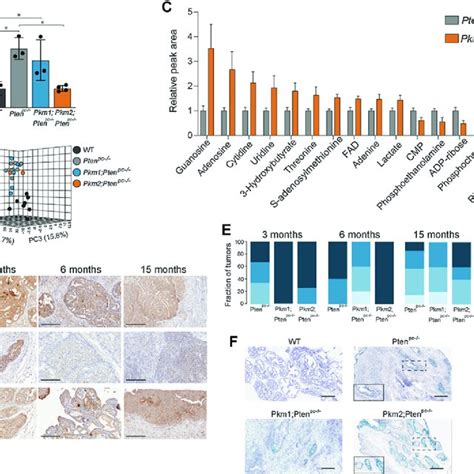 Pkm2 Deletion Suppresses Increased Glucose Uptake Affects Metabolite Download Scientific