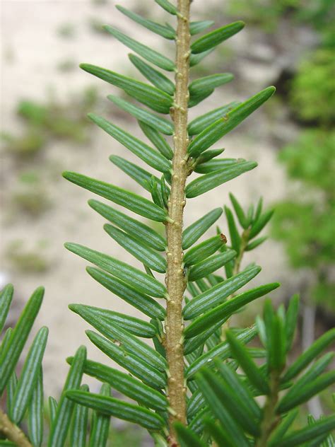 Eastern Hemlock Tsuga Canadensis