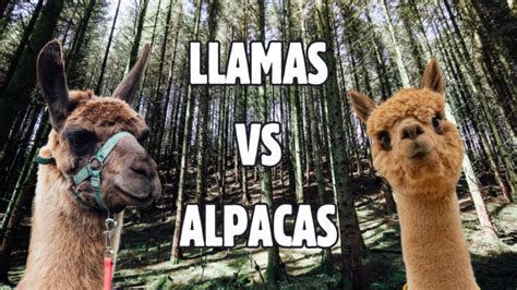 Llama Vs Alpaca Whats The Difference Anyway The Jungle Ni