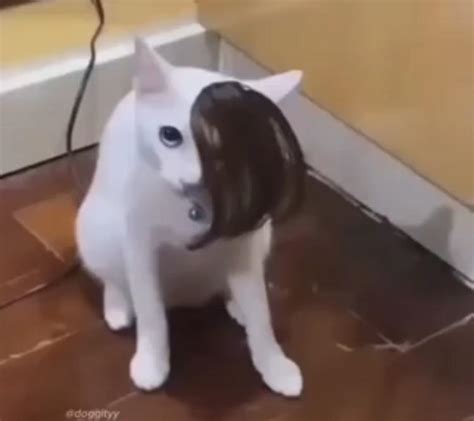 This Is My Cat Named Cylinder Rlies