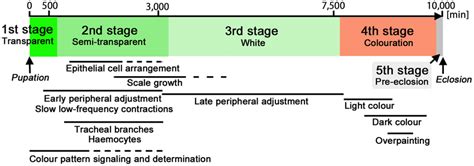 Time Table Of Pupal Wing Development This Time Table Is Just A Rough Download Scientific