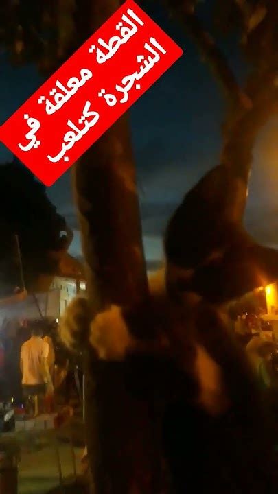 قطة صغيرة كيوتchat Drole قطط Funny Chat Funnycats Cat Shorts