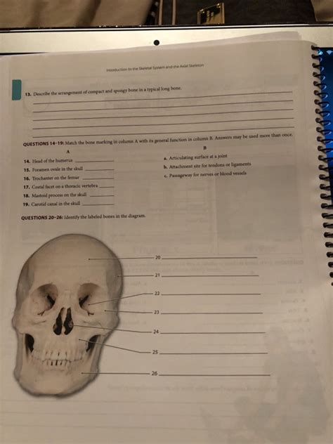 Solved Classifying Bones According To Location Bones Can Be