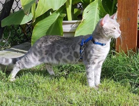 Blue Eyed Bengal Cats The Beginners Guide Tugy