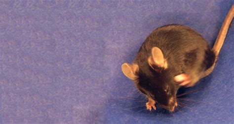Scratching Is Catching In Mice