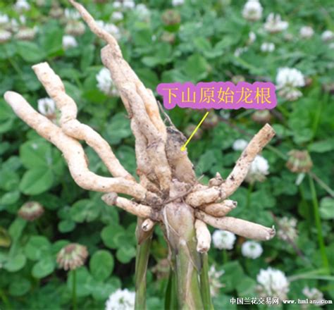 春筋草 春筋草的图片 春筋草 第2页 大山谷图库