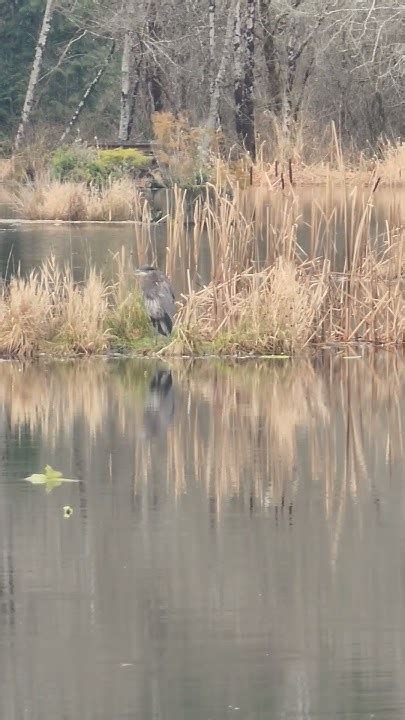 Heron Lurking In The Cattails Birds Nature Youtube