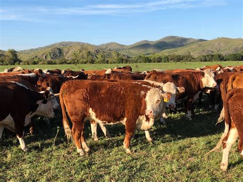 ХБолорчулуун Таван сая үхрийг ээмэгжүүлэхэд 13 тэрбум төгрөг зарцуулна
