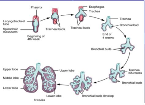 Week 7 Lung Cancer Development Flashcards Quizlet