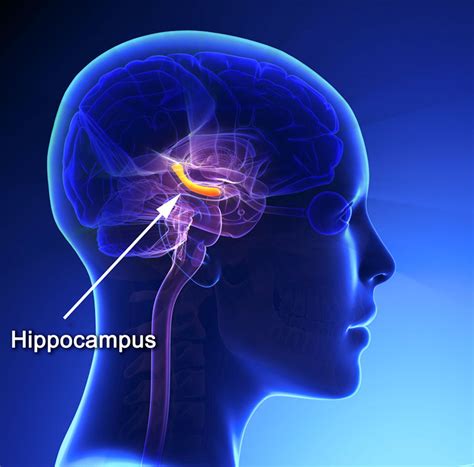 Acupuncture Alzheimers Disease Brain Protection Found