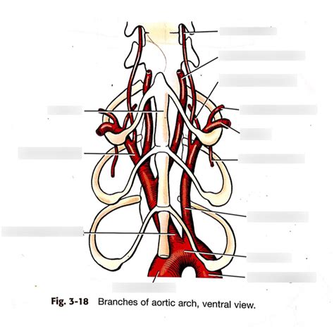 Aortic Branches Diagram Quizlet