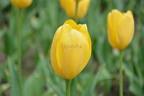 Px Zh Lovepik