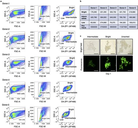 Figures And Data In Fluorescein Based Sensors To Purify Human α Cells For Functional And
