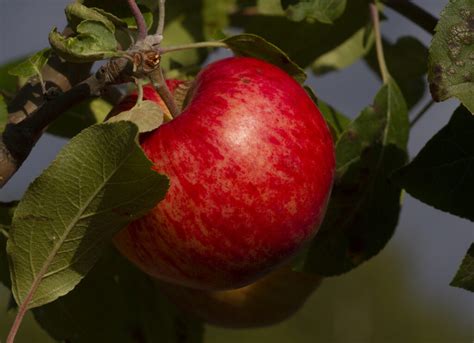Omenapuu Pirja Kesäomena Koeviljelyssä Ari Partasen Kauppapuutarha