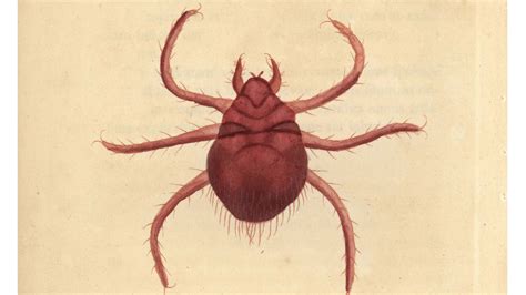 Red Bugs Chiggers