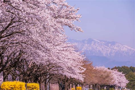 栃木の桜さくら鹿沼日光など2025年人気の桜名所16スポットを紹介THE GATE日本の旅行観光マガジン観光旅行情報掲載