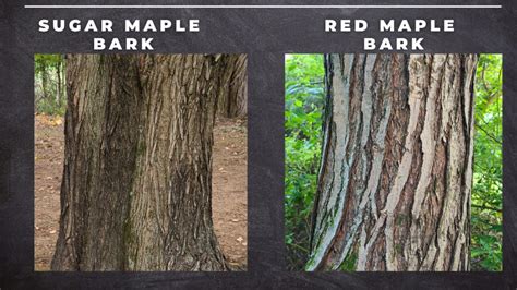 Maple Tree Identification A Complete Guide Growit Buildit