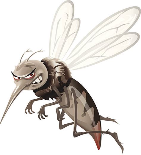 810 Nyamuk Anopheles Ilustrasi Foto Stok Potret And Gambar Bebas