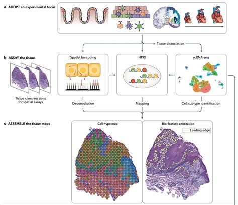 Integration Of Spatial Transcriptomics And Histology Images By Joey Xy Medium