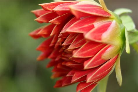 Flower Red Nature Free Photo On Pixabay Pixabay