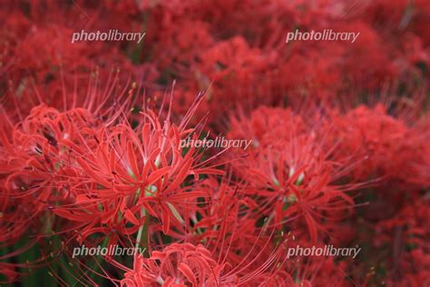 Photolibrary