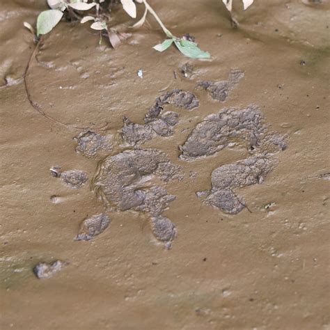 Opossum Footprint