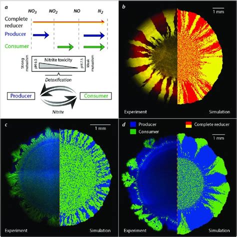 Spatial Patterns Emerging From Different Trophic Interactions Among