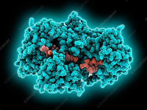 Cas3 Protein Complexed With Viral Dna Stock Image C035 6129 Science Photo Library