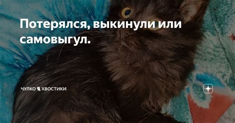 Потерялся выкинули или самовыгул Чулко🐈Хвостики Дзен