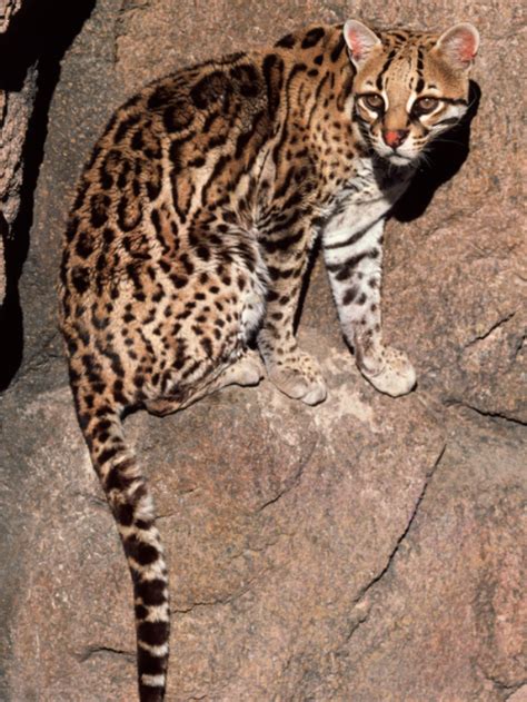 Conservation Efforts In Pantanal Protecting The Ocelot Population Just Nature Expeditions