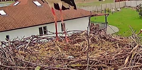 В гнезде появилось первое яйцо Пикабу