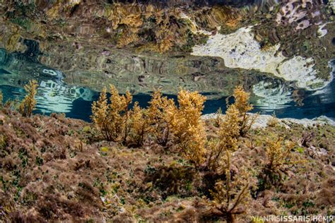 Reeforest Restoration Of Cystoseira Macroalgal Forests To Enhance