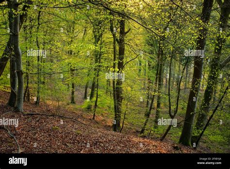 Sunlight Through Trees Hi Res Stock Photography And Images Alamy