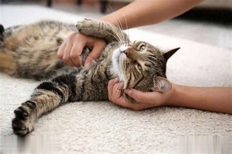 猫咪让你碰触这6个私密部位？它可能已经把你当成了父母，珍惜这份深厚的信任！