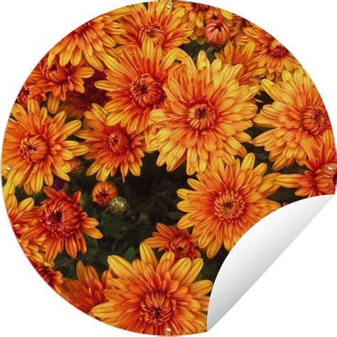 Tuincirkel Bloemen Oranje Chrysant 150x150 Cm Ronde Tuinposter