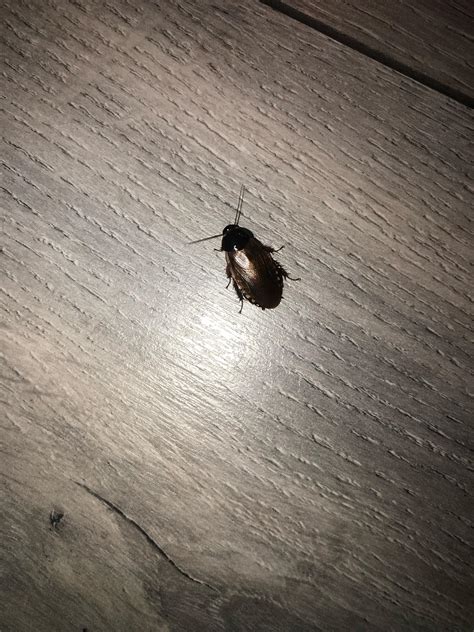 Roach R Whatisthisbug
