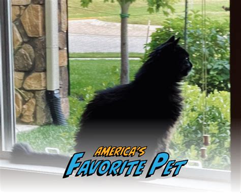 Sissy Americas Favorite Pet