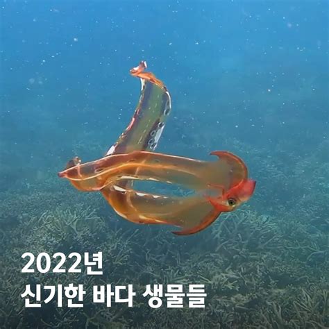 올해 헤이뉴스에 소개된 신기한 바다 생물들 올해 헤이뉴스에 소개된 신기한 바다 생물들 한 해 동안 헤이뉴스가 소개했던 바다