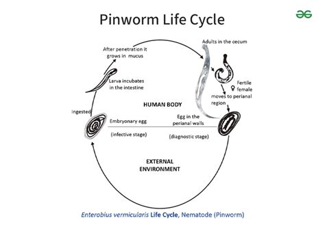 Pinworm Life Cycle Geeksforgeeks
