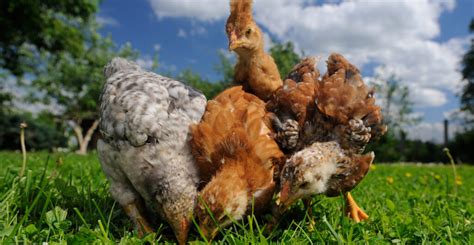 Preventing Common Chicken Diseases The Backyard Chicken Farmer