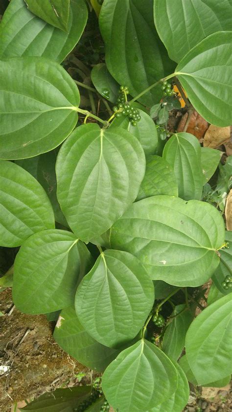 Pepper Leaf All To Know Au