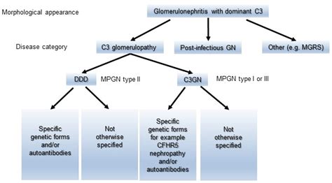 Glomerulonephritis Causes