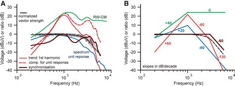 Assessment Of The Limits Of Neural Phase Locking Using Mass Potentials