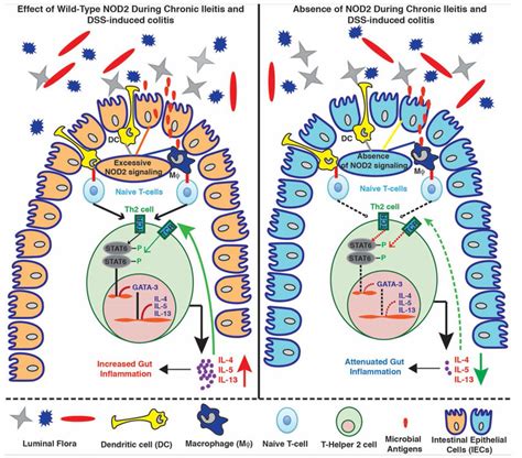 Working Hypothesis For The Role Of Nod2 Signaling In Experimental Ibd Download Scientific Diagram