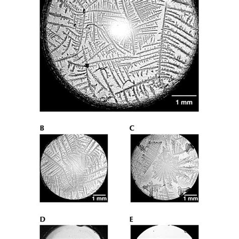 Development Of Dendritic Structures The Structures Were Developed From