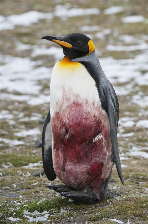 King Penguin Attacked By A Seal Photograph By John Shaw Pixels